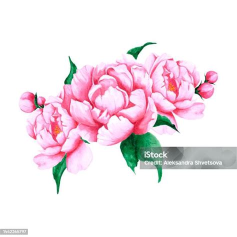 손으로 그린 수채화 분홍색 모란 꽃과 흰색 배경에 녹색 잎이있는 새싹 꽃다발 스크랩북 디자인 타이포그래피 포스터 라벨 배너 엽서 0명에 대한 스톡 벡터 아트 및 기타 이미지