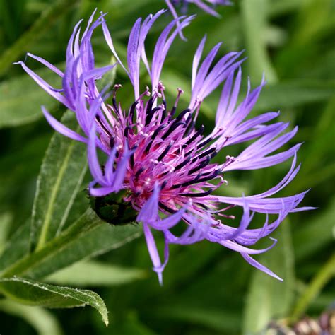 Purple Centaurea Montana Flower Picture Free Photograph Photos