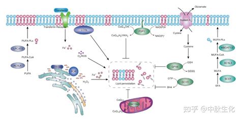 Mol Cell：王晓东团队综述细胞凋亡、坏死性凋亡、焦亡和铁死亡的生化通路 知乎