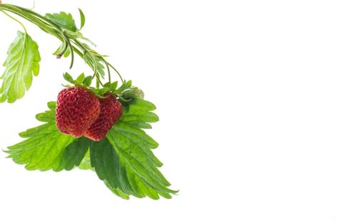Premium Photo Ripe Juicy Red Strawberry Isolated On White Background
