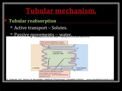 Tubular Reabsorption