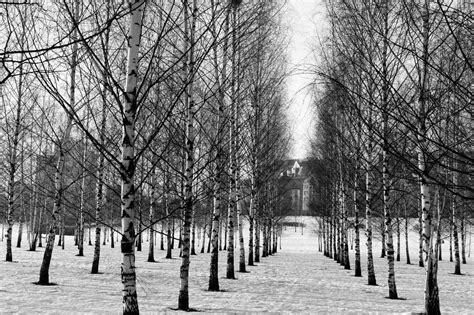 배경 화면 모스크바 러시아 제국 겨울 눈 자작 나무 검정색과 흰색 Blackwhitephotos 백인 형제