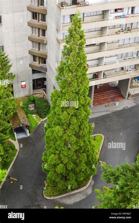 Fragment Of High Rise Building With Cedar Tree In Front Cityscape Building With Modern