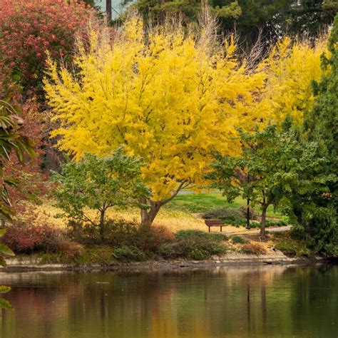Yellow Ginkgo Plant 10 Ginkgo Biloba Maidenhair Tree Yellow Fall