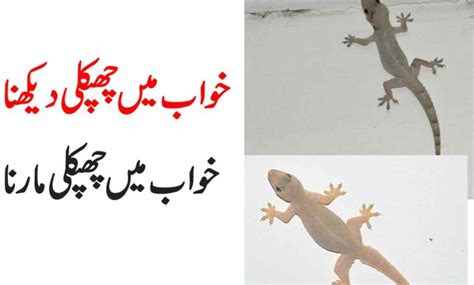 Khwab Mein Chipkali Dekhna You Should Know