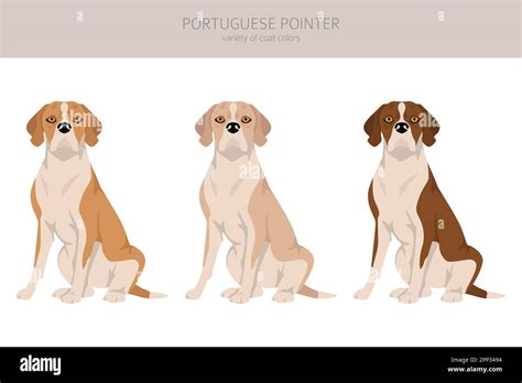 Portuguese Pointer Clipart Different Poses Coat Colors Set Vector