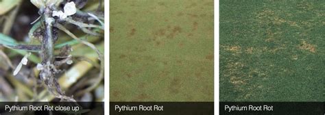 South Africa Turf Disease Guide Pythium Root Rot Root Dysfunction Syngenta Turf And Landscape