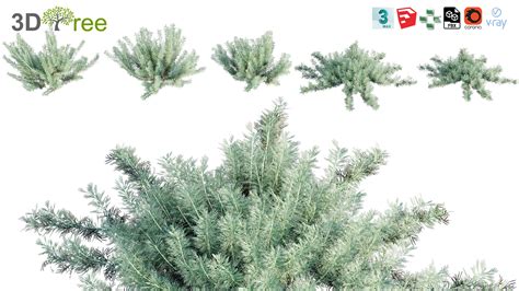 Artemisia Californica Coastal Sagebrush Free 3d Model 3dtree