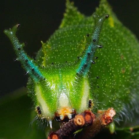 🔥 Japanese Emperor Caterpillar 🔥 Scrolller