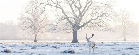 Discover Bushy Park Visitrichmond