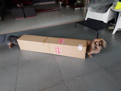 My Footlong Frankfurter Sausage R Dachshunds