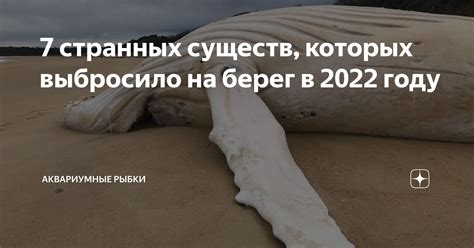 7 странных существ которых выбросило на берег в 2022 году