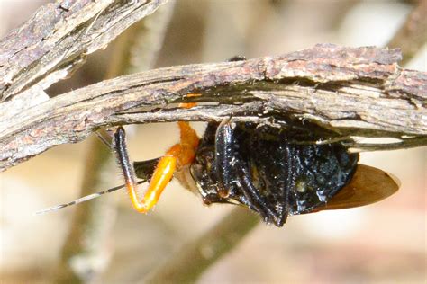Apiomerus Emarginatus Insects