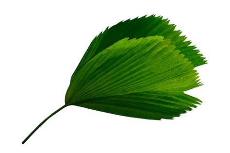 코코넛 잎 또는 코코넛 프론드 녹색 플래프 잎 흰색 배경에 고립 된 열대 단풍 0명에 대한 스톡 사진 및 기타 이미지 0명