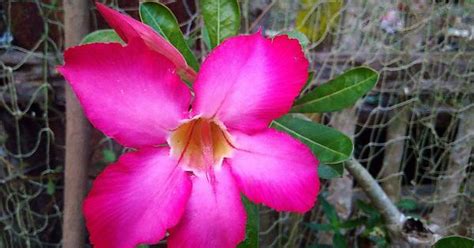 Bunga Kampoja Album On Imgur