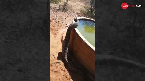 Video पेट पूजा करने के बाद Python को जब प्यास लगी तो Zee News
