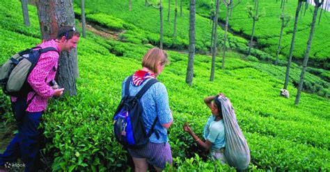 Nuwara Eliya Private Day Tour From Ella Sri Lanka Klook