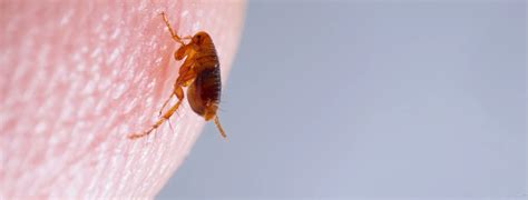 Fleas Buffalo Exterminators