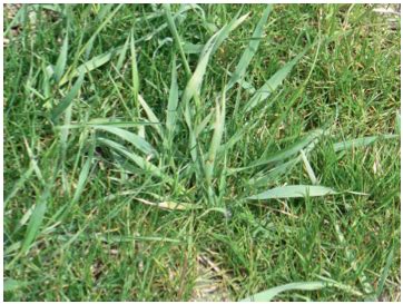 Crabgrass Vs Quackgrass Identification Differences Crabgrass Weed