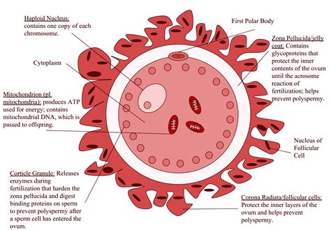 Human Eggs Are A Alecithal B Microlecithal C Mesolecithal D