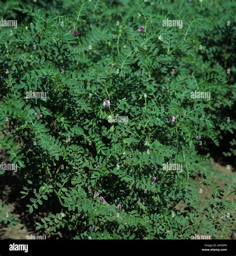Small Leaved Chickpea Crop In Flower Dark Seeded Variety Favoured In