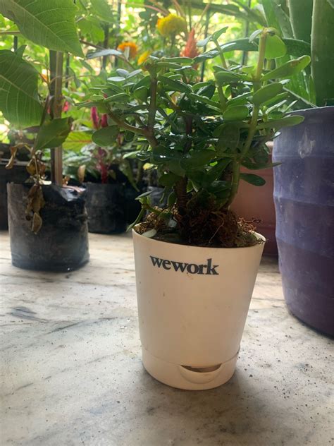 Swati Kapoor On Linkedin Jadeplant Diwali2021