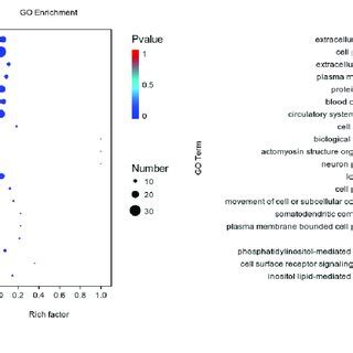 Gene Ontology GO Term Analysis Of The Differentially Expressed Genes Download Scientific