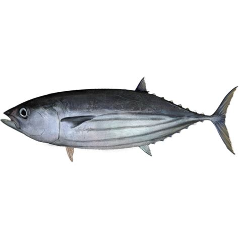 Frozen Skipjack Tuna Fish Sedef Sa