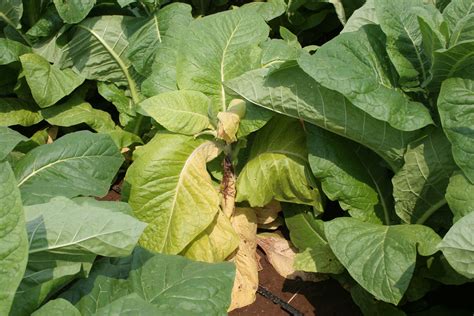 Fusarium Wilt Burley Tobacco Extension