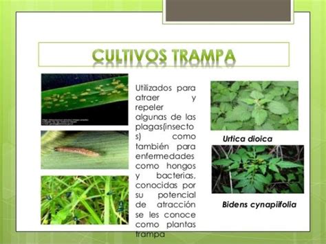 Allelopathy What Is Types And Examples Evidence Network