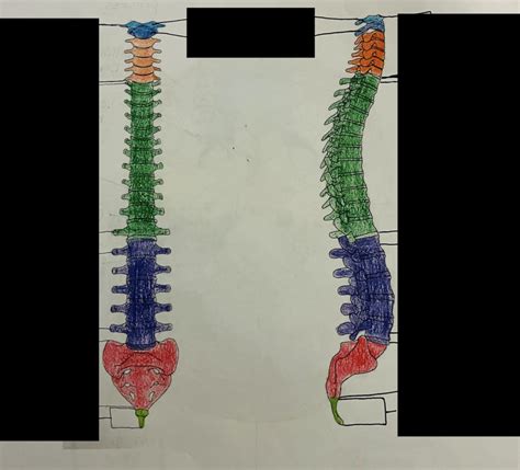 Spine Diagram Quizlet