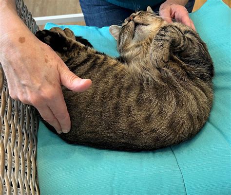 Paws And Relax Unleashing The Zen With Our Introductory Pet Massage