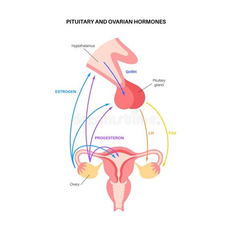 Hormonas Reproductivas Femeninas Ilustración Del Vector Ilustración