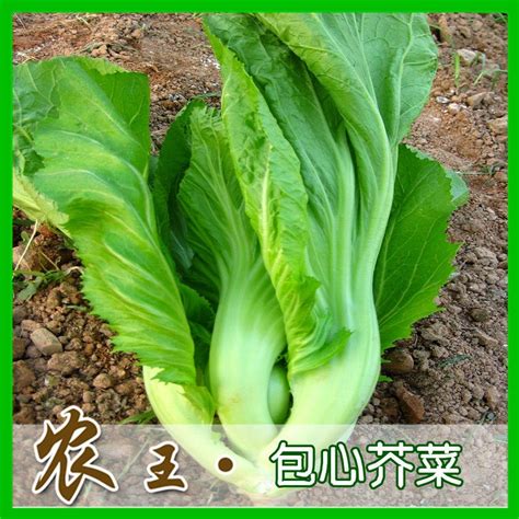 包芥 芥菜包 包心芥 第11页 大山谷图库