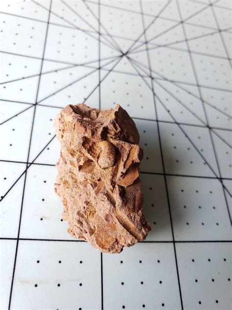 Sandy Mudstone Fossils Stones And Rocks Collections Natural History Etsy