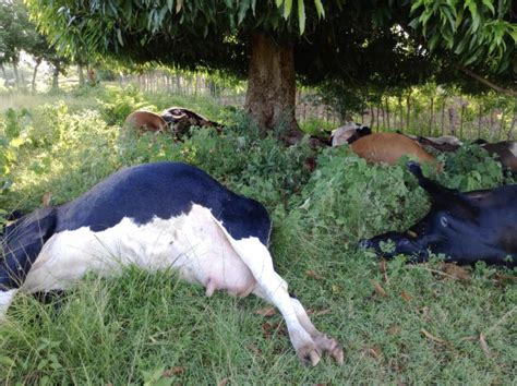 Cattle Rancher Loses It All When Lightning Kills At Least 17 Of His Cattle
