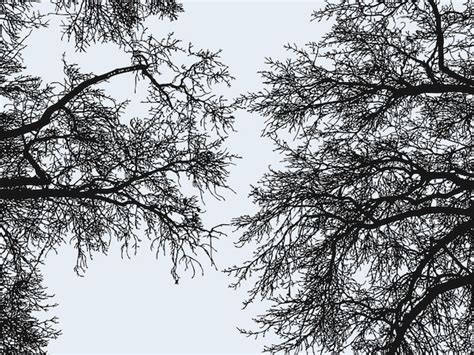 Trees Overlay Vectors And Illustrations For Free Download