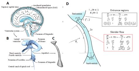 Cerebrospinal Flow Dynamics Multiscale Flow Physics