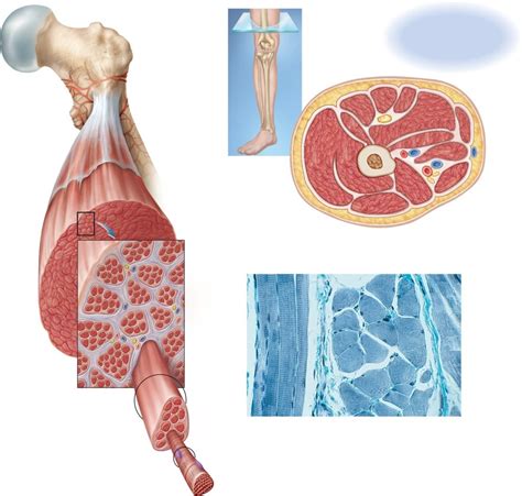 Skeletal Muscle 2 Diagram Quizlet