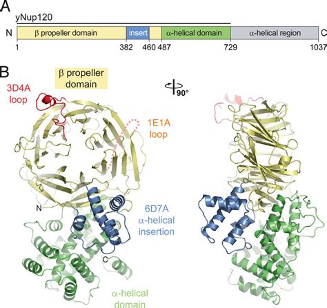 Structure Of The S Cerevisiae Nup120 NTD A Domain Structure