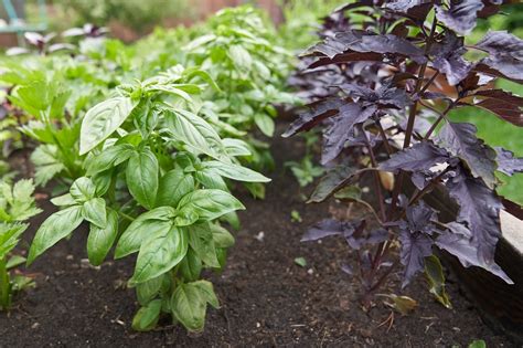 15 Types Of Basil To Add A Babe Variety In Your Herb Garden