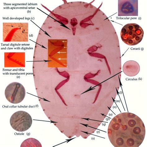 Pdf On The Problems In Diagnostics Of Cotton Mealybug Phenacoccus