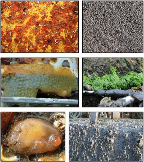 SiMPER Analysis Highlighted Several Species As Contributing Most To The Download Scientific