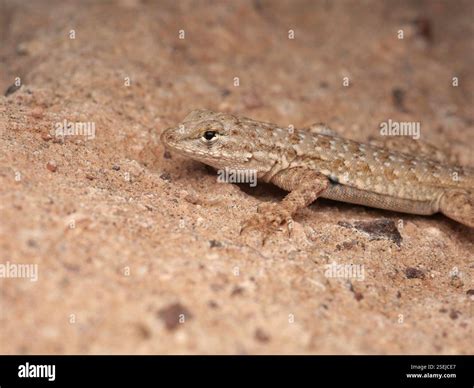 Common Side Blotched Lizard Uta Stansburiana Reptilia La Paz Baja