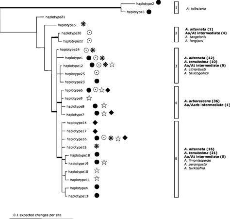 Bayesian Phylogeny Estimated From Endopg Sequence Data And Rooted By A Download Scientific
