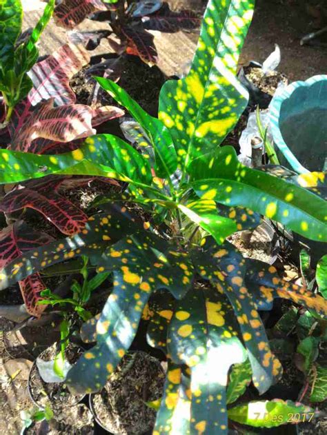 Promo Bibit Tanaman Puring Macam Macam Jenis Puring Diskon 23 Di Seller Yayoi Store Kebon