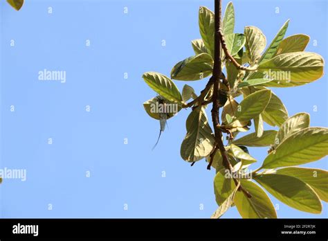 Hanging From A Tree On A Thin String Stock Photo Alamy