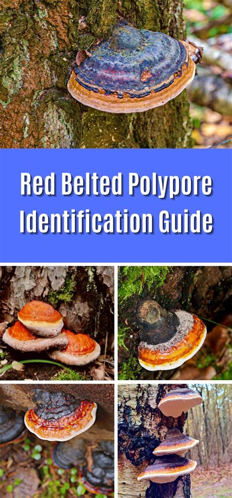 Red Belted Polypore Identification Guide Mushroom Appreciation