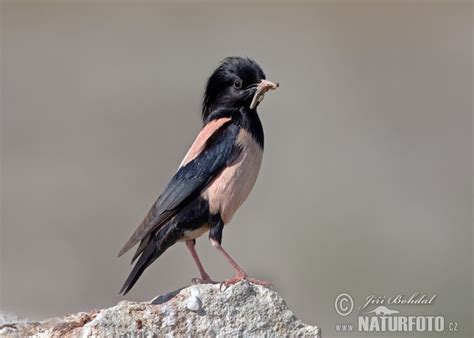 Pastor Roseus Pictures Rose Coloured Starling Images Nature Wildlife