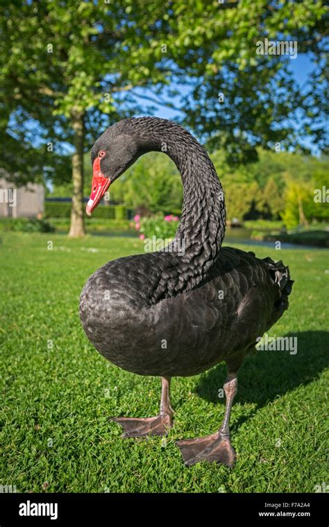A Photograph Of A Black Swan Cygnus Atratus Portrait De Cygne Noir